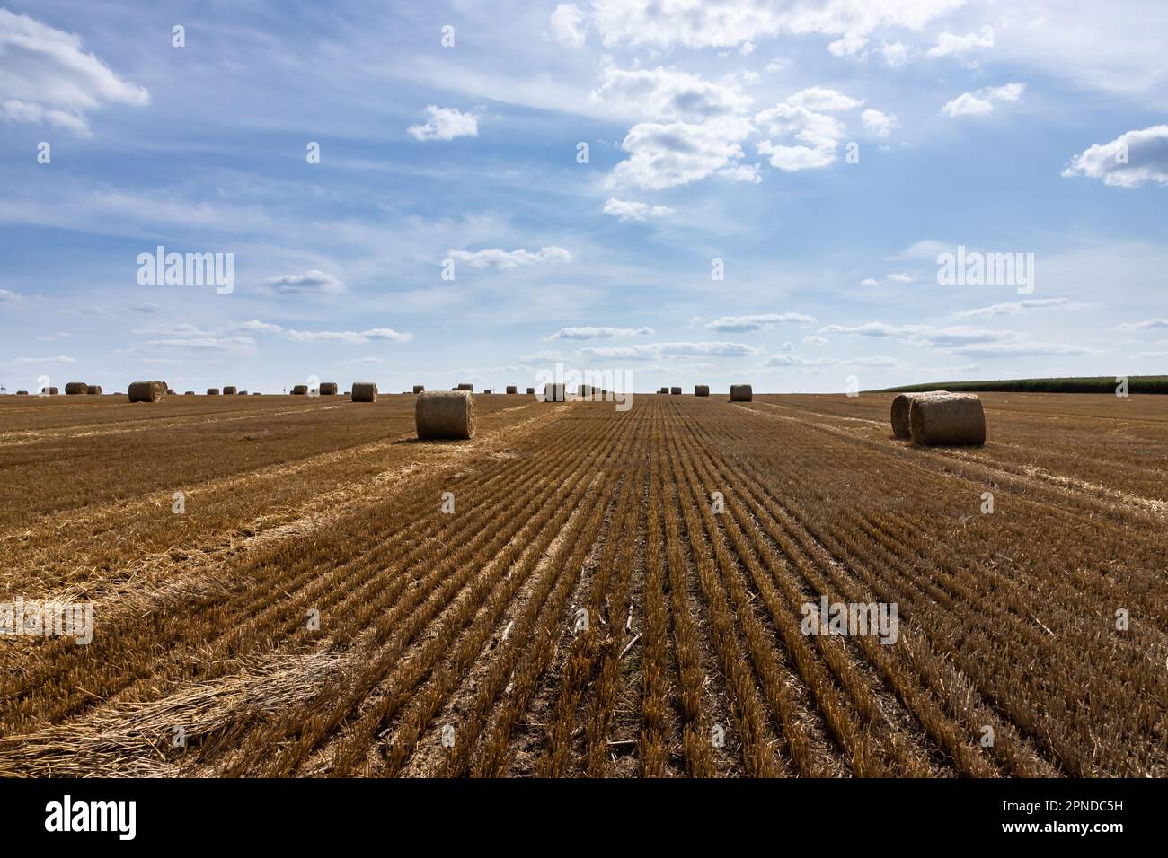 Stacks of straw - bales of hay, rolled into stacks left after ...