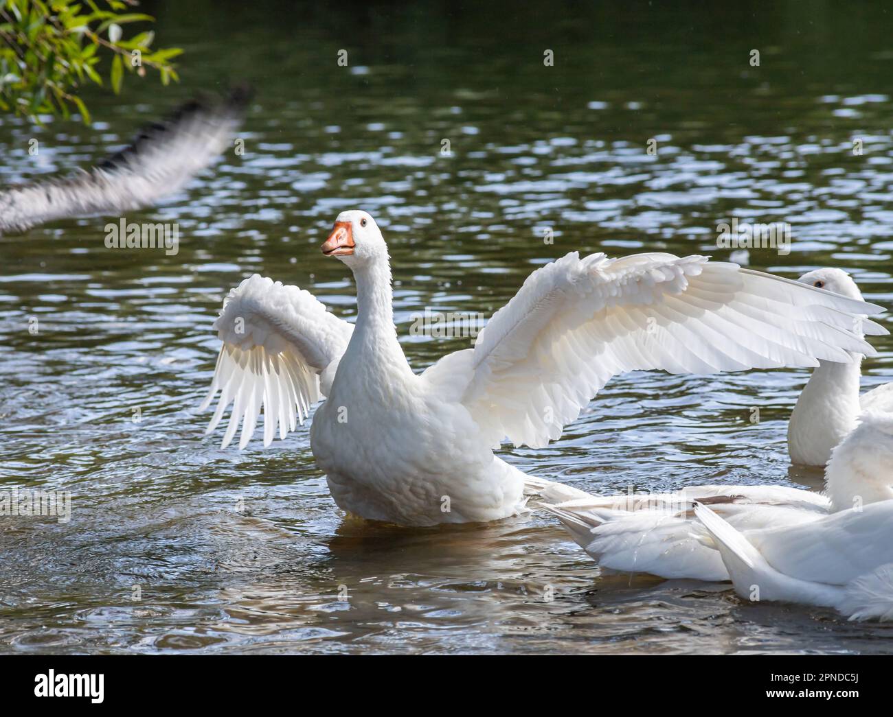 group of domestic white farm geese swim and splash water drops in dirty ...