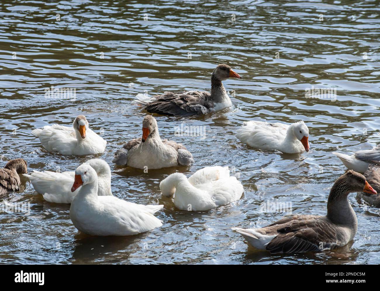 Gray geese swimming in the water. Domestic Geese Swimming in pond Stock ...