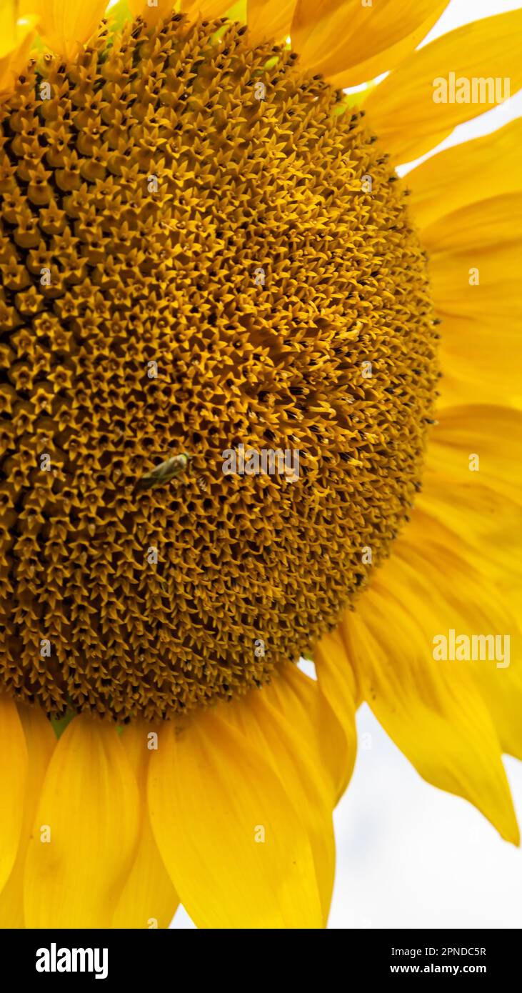 rural farm field with dry and ripe disk heads of common sunflower ready ...