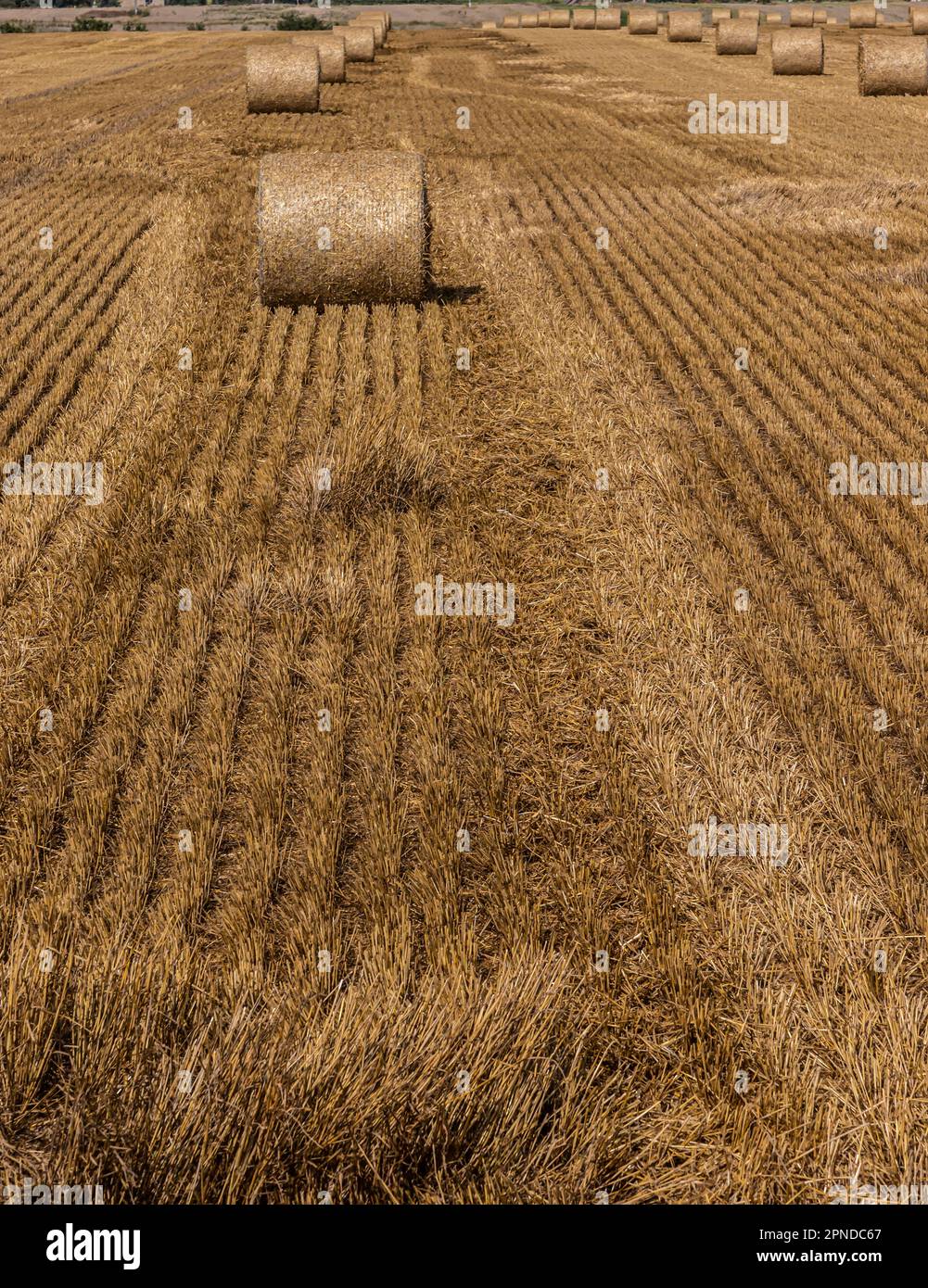 Stacks of straw - bales of hay, rolled into stacks left after ...