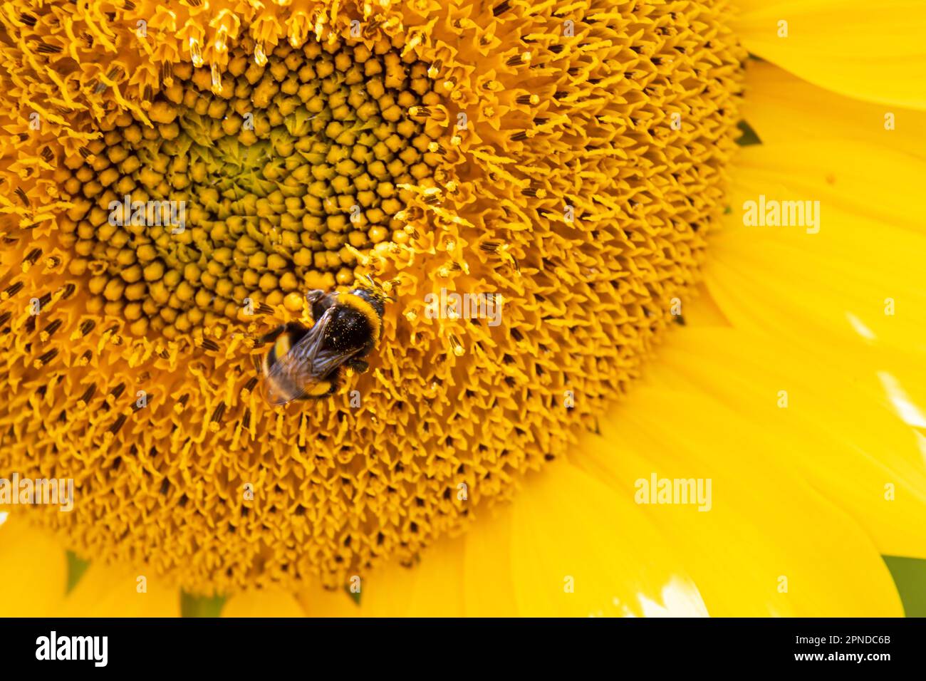 Black and yellow striped bee, honey bee, pollinating sunflowers close ...