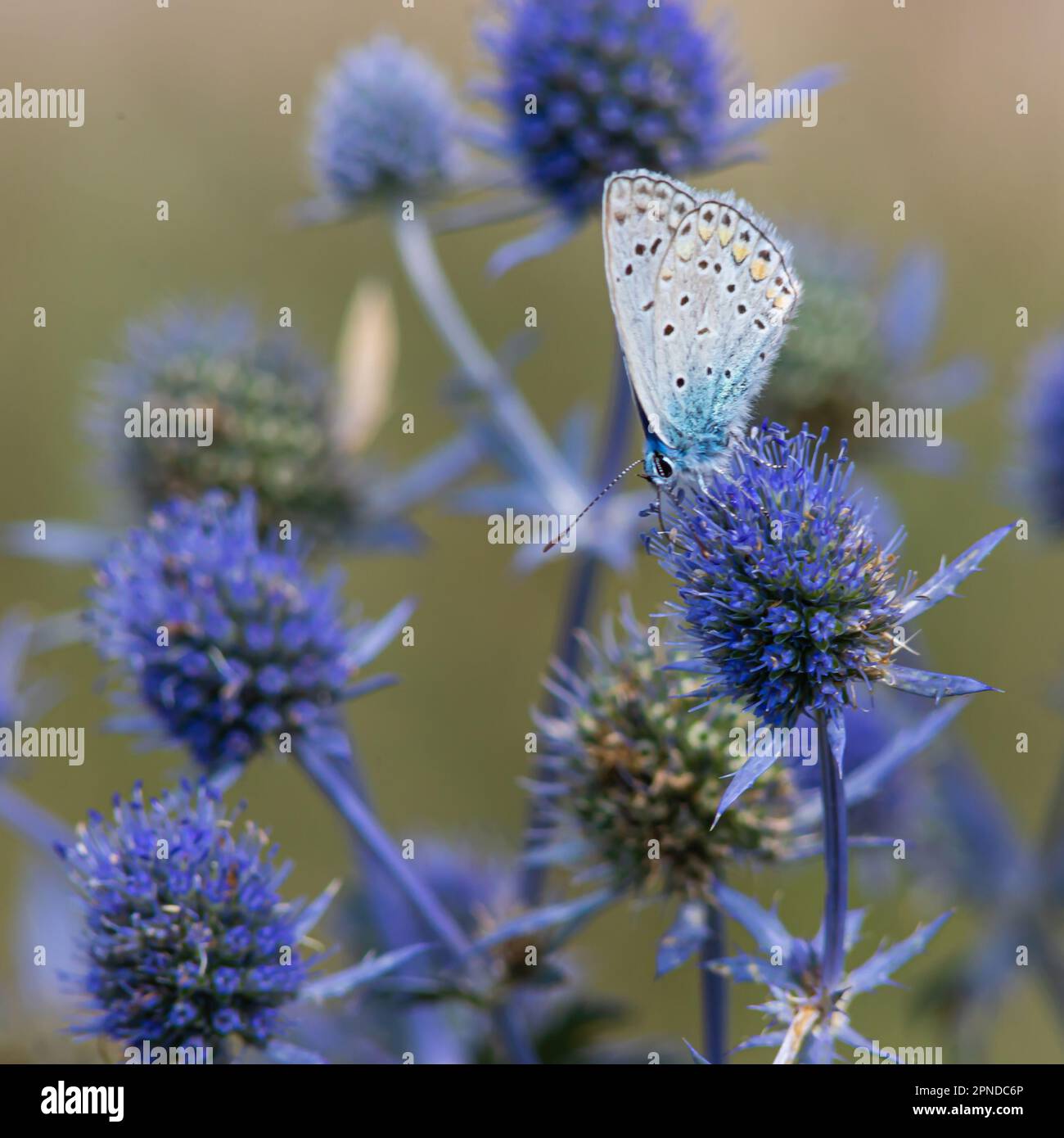 Spiky flower. Blue thistle flowers, Eryngium planum, blue eryngo ...