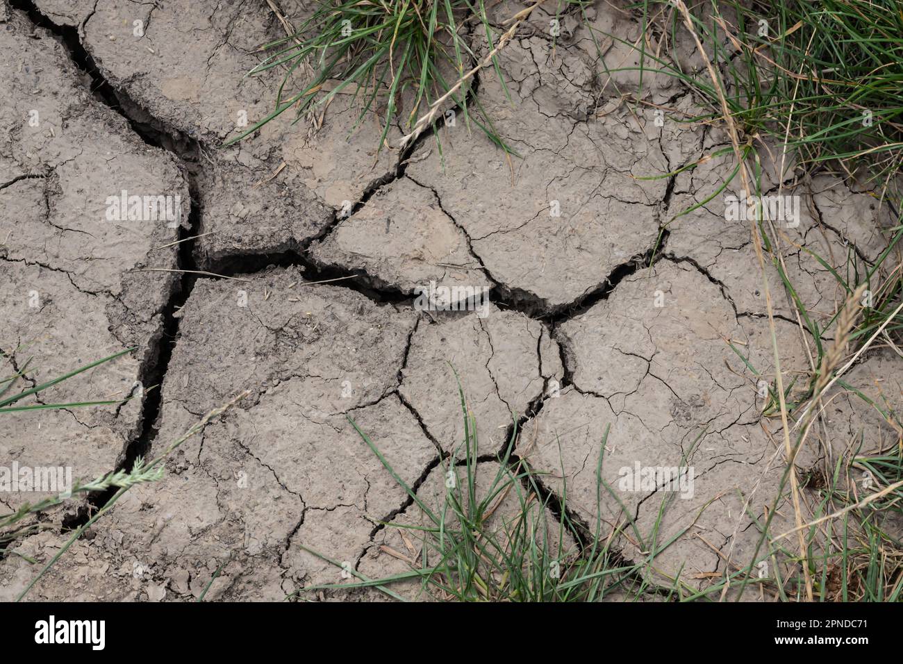 Desert after rainy season hi-res stock photography and images - Alamy