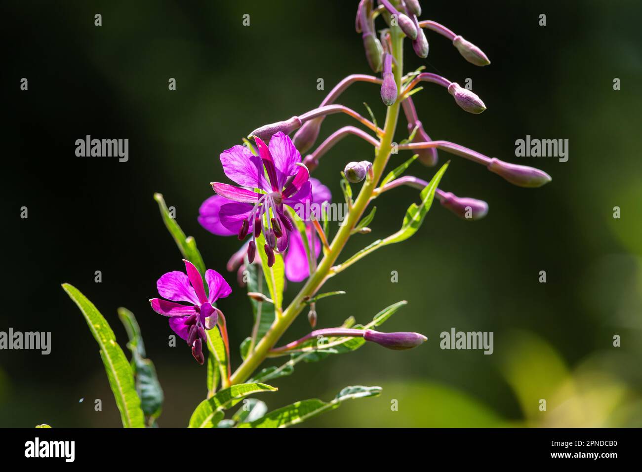 Willowherb - Epilobium Angustifolium. blooming sally Epilobium ...