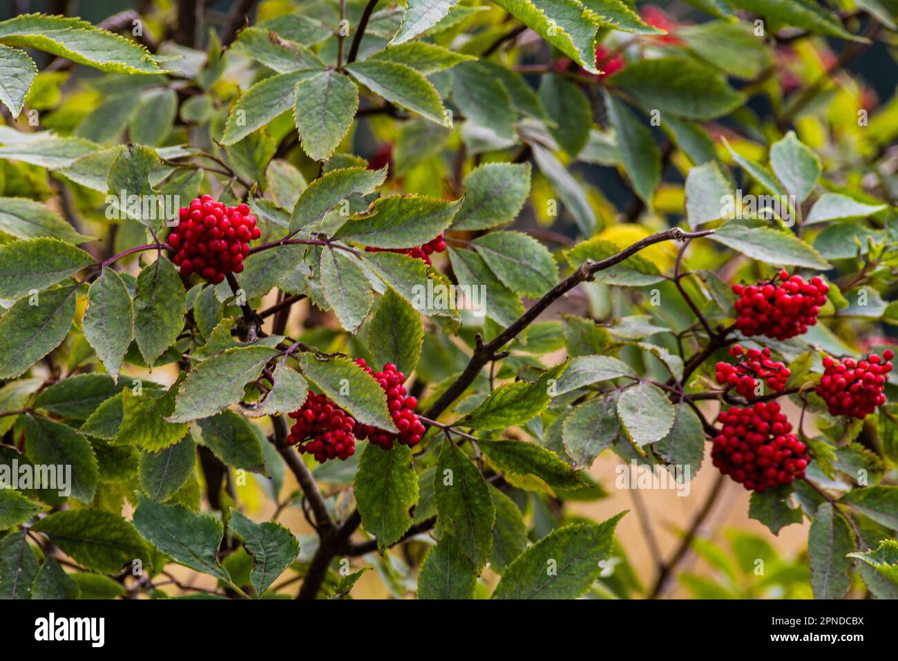 Characteristic and showy small mountain tree with red berries. Sorbus ...