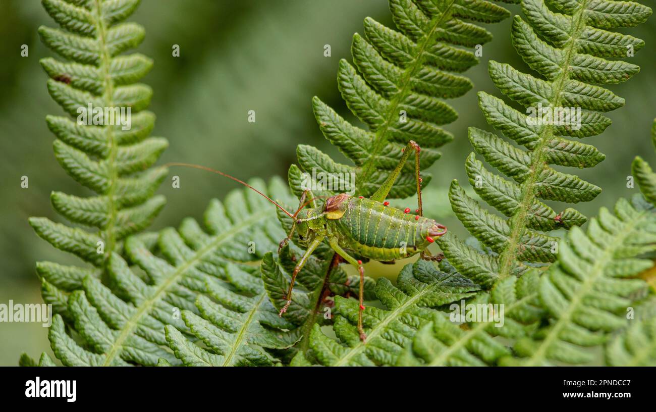 Steropleurus pseudolus Saddle Bush-cricket large grasshopper with no ...