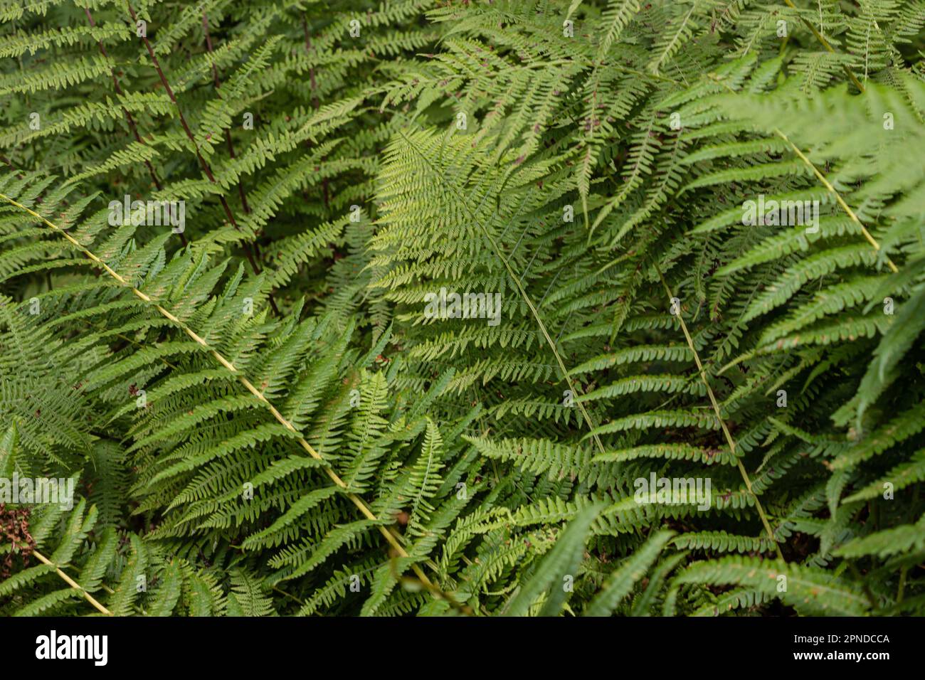 Natural background and wallpaper. Beautiful green fern leaves in the ...