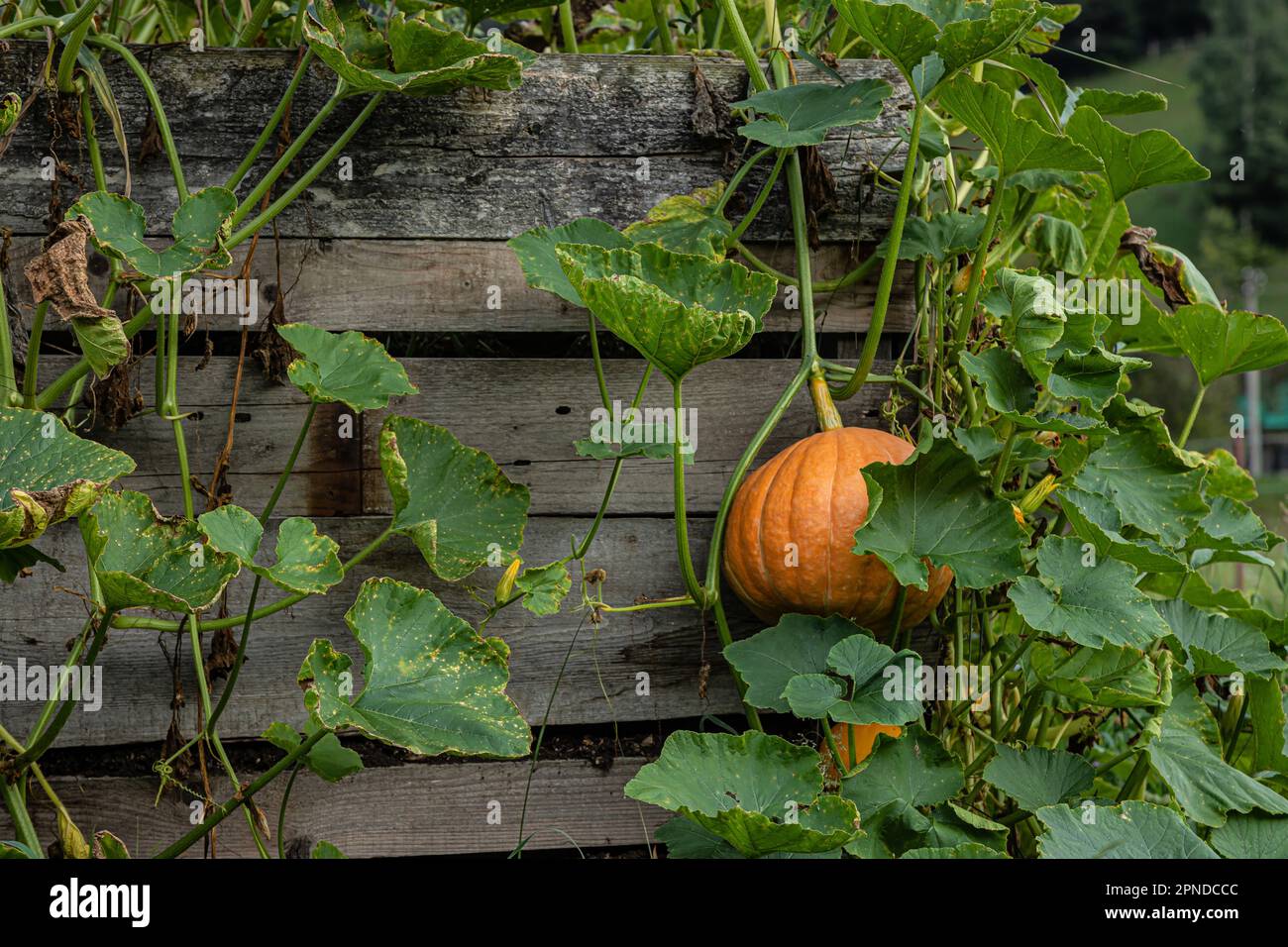 Growing pumpkins in organic vegetable garden. Harvest, Autumn Stock ...