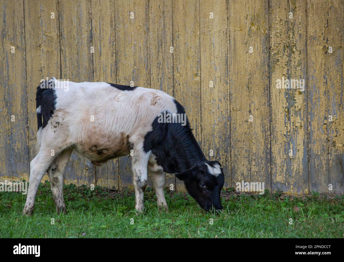 grazing calves. Cow on pasture. Beautiful black and white calf eats ...
