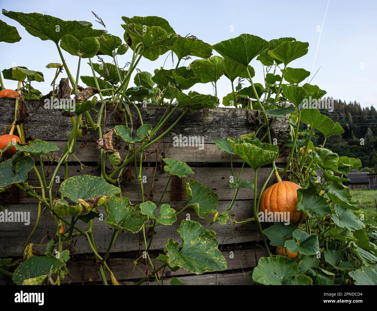 Gourd pumpkins harvest decoration hi-res stock photography and images ...
