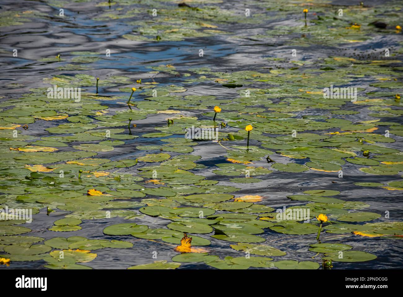 Water lily leaves and yellow water lily bond lily flowers. Photographed ...