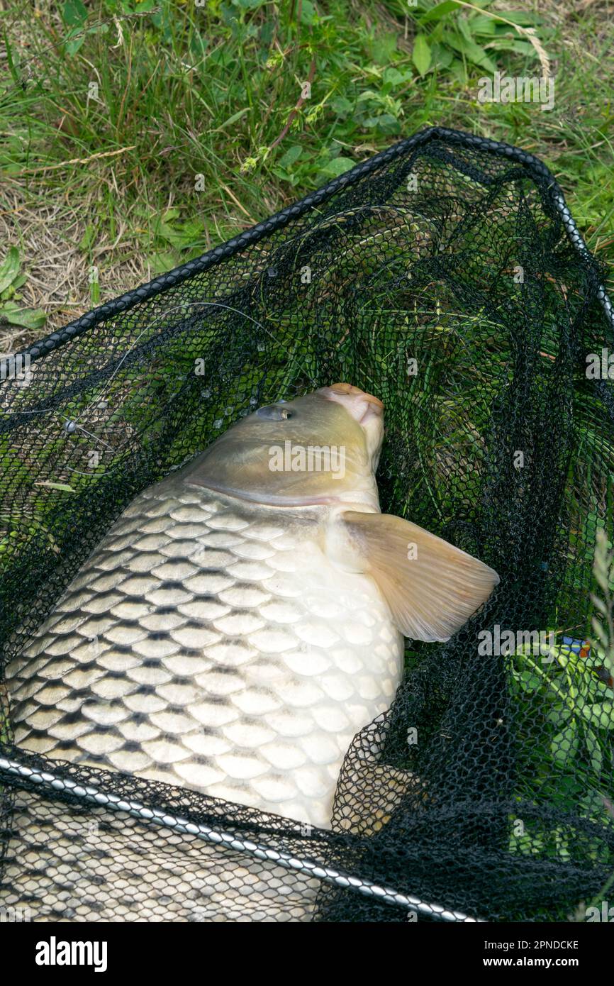 View of a caught carp lying in a landing net on the grass Stock Photo ...