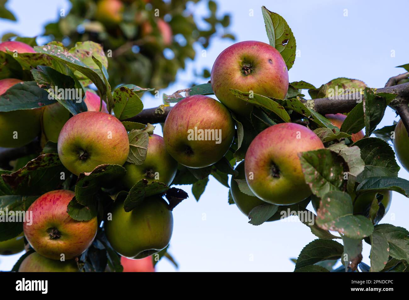 Red delicious apple branch hi-res stock photography and images - Alamy
