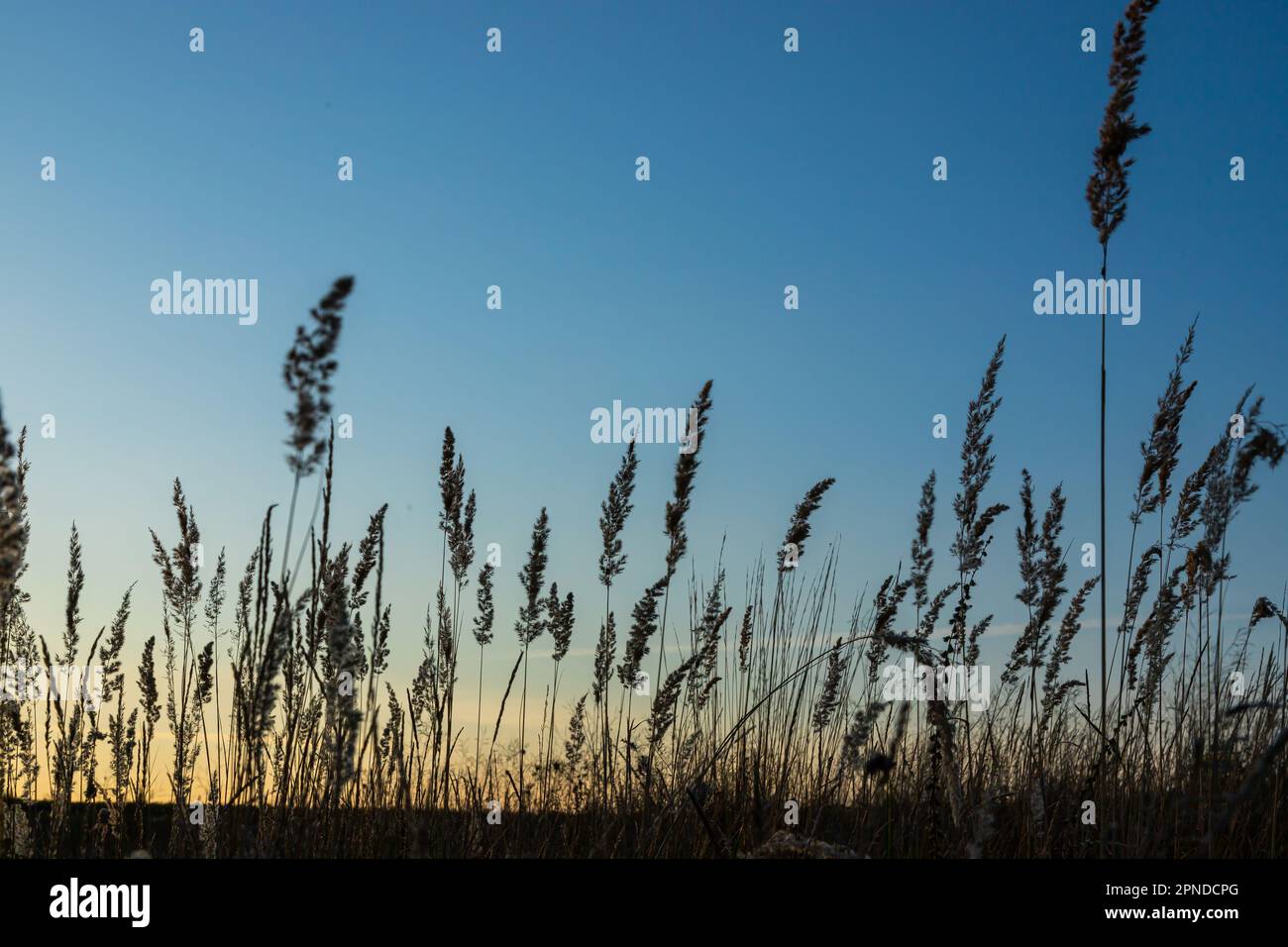 Brown grass flowers and Sun, brown grass flower field with nature brown ...
