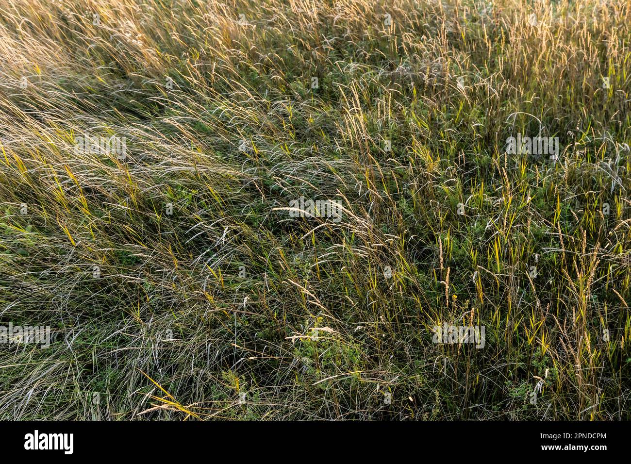 Brown grass flowers and Sun, brown grass flower field with nature brown ...