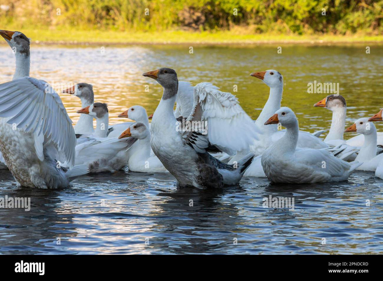 Domestic geese swim in the water. A flock of white beautiful geese in ...