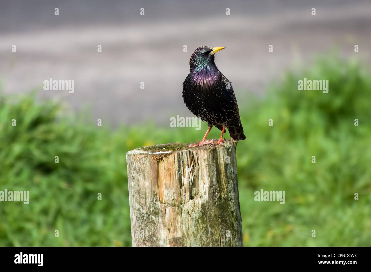 the common starling or European starling Stumus vulgaris perched on a ...