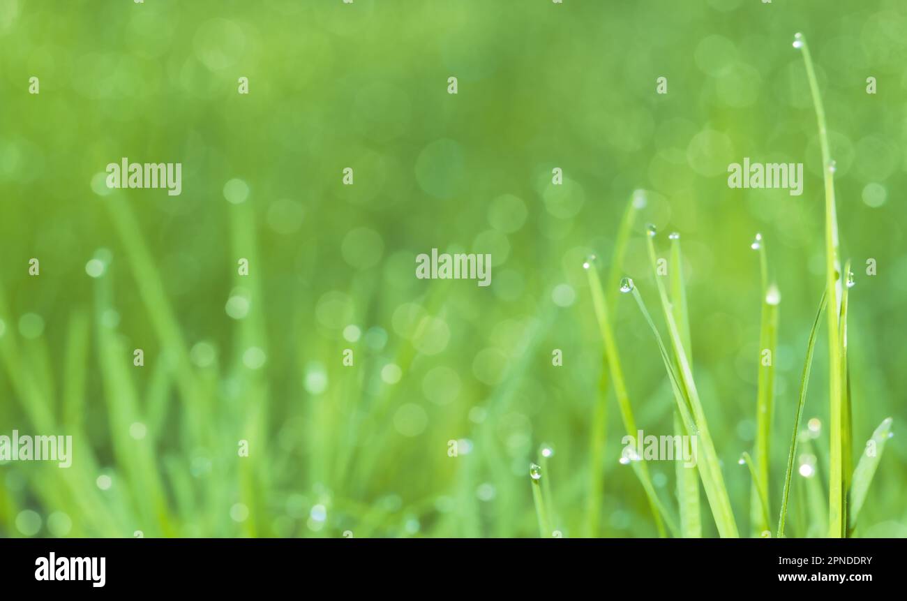 Defocused natural green background. Dewy fresh grass. Spring Stock ...