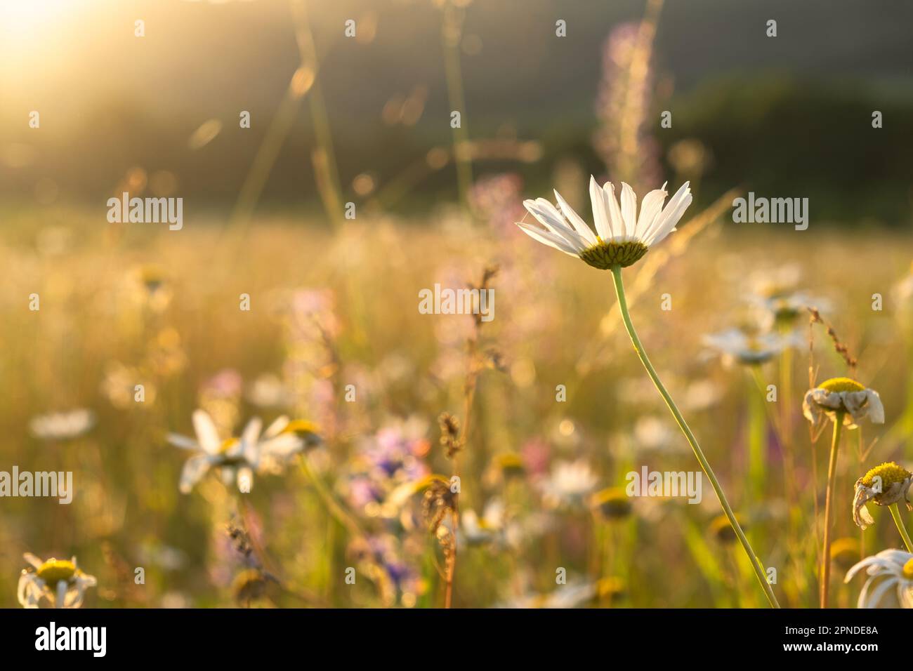 Bright rays of the sun illuminate the field with daisies. Evening warm ...