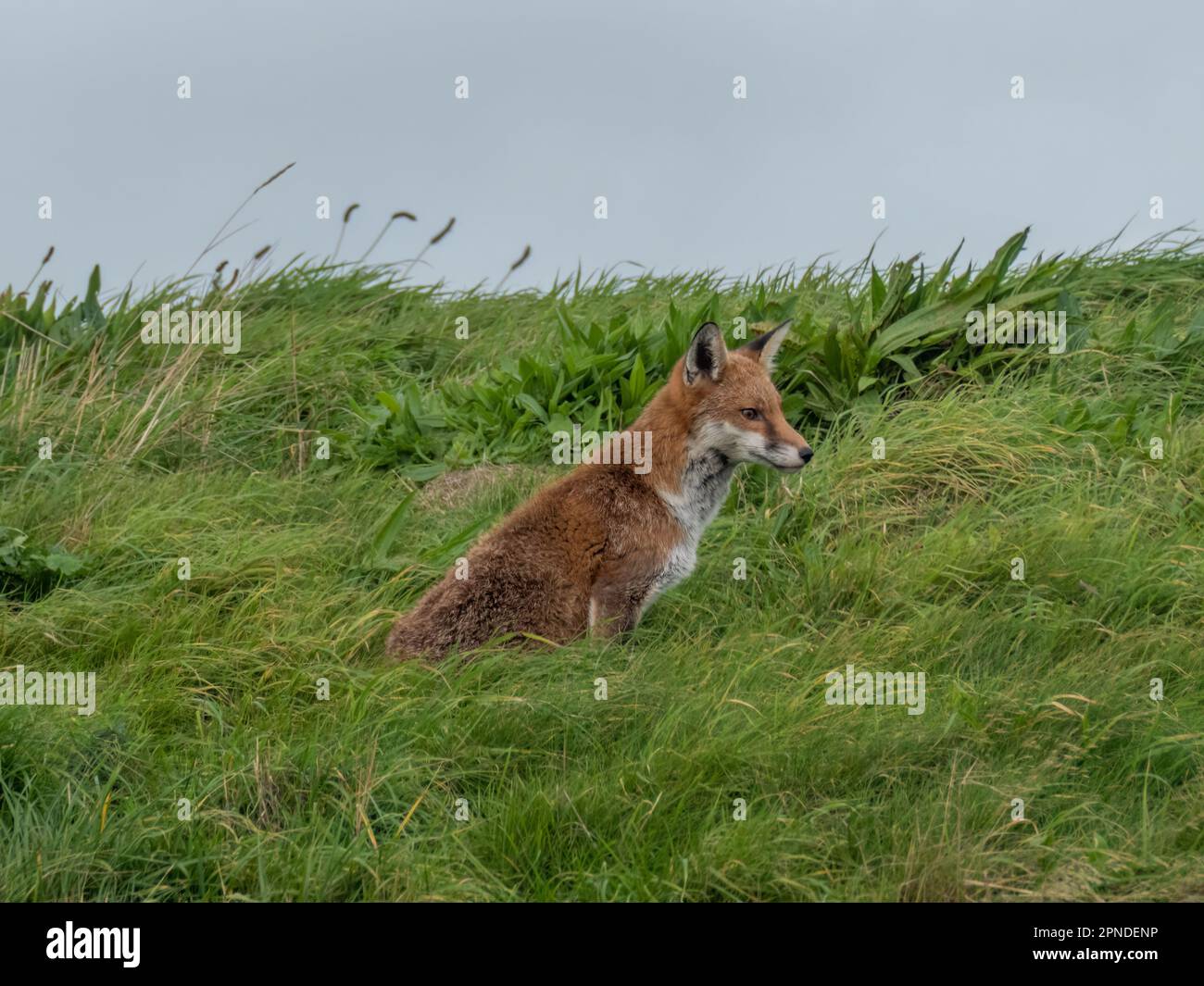 pretty red fox sitting in the english countryside Stock Photo - Alamy