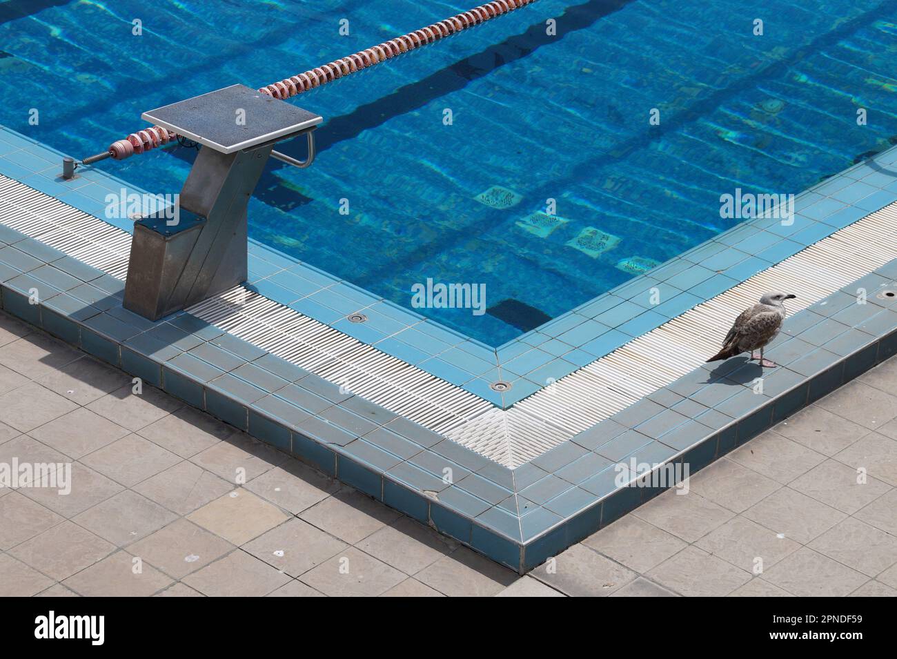 Jumping board hi-res stock photography and images - Alamy