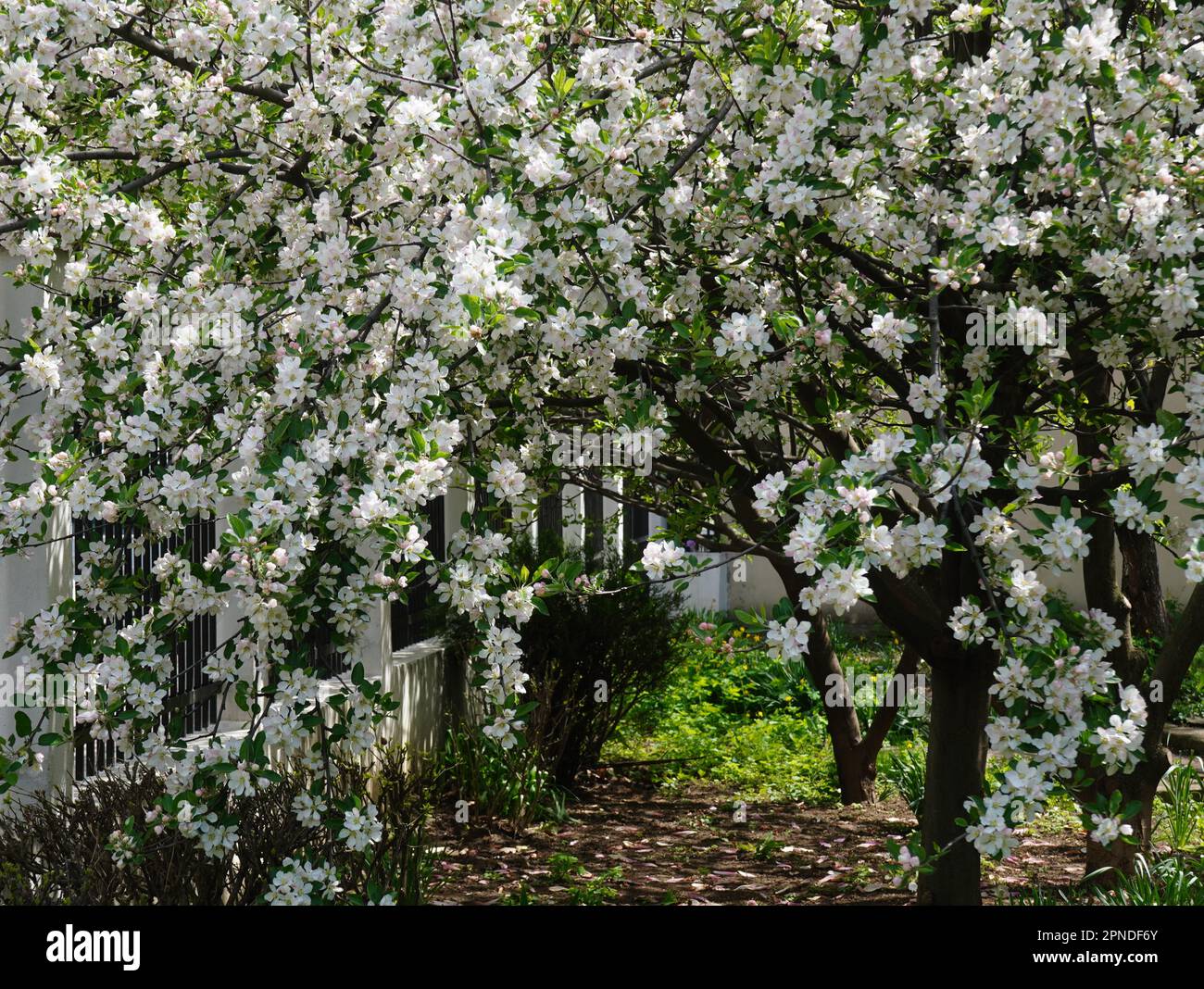Profuse blooming apple tree with lots of fresh and delicate white ...