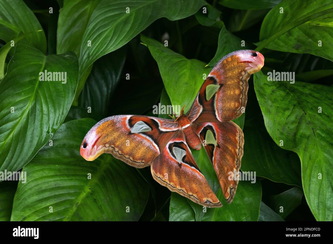 Atlas Moth - Attacus atlas, beautiful large iconic moth from Asian ...