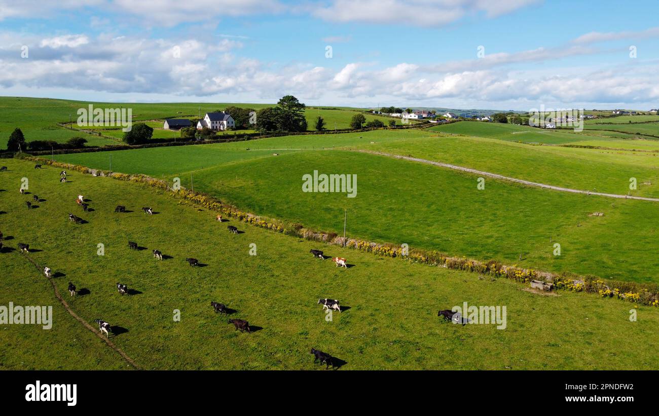 A herd on a fenced green pasture in Ireland, top view. Organic Irish ...