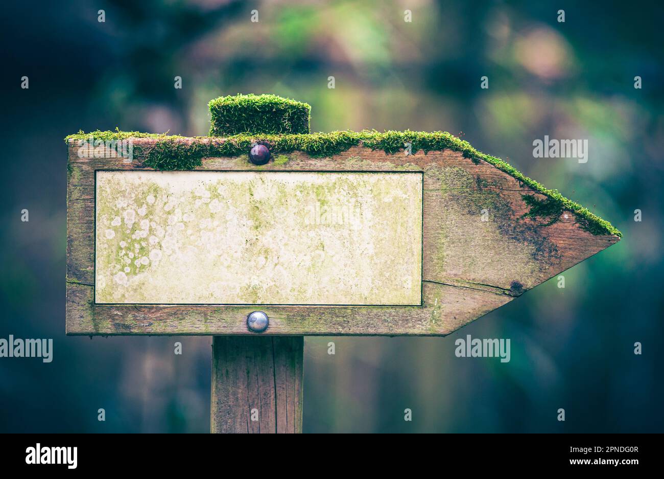 Wooden direction sign in the forest with moss for right direction Stock ...