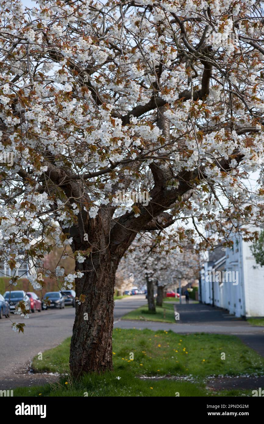Beautiful street with flowering cherry trees hi-res stock photography ...