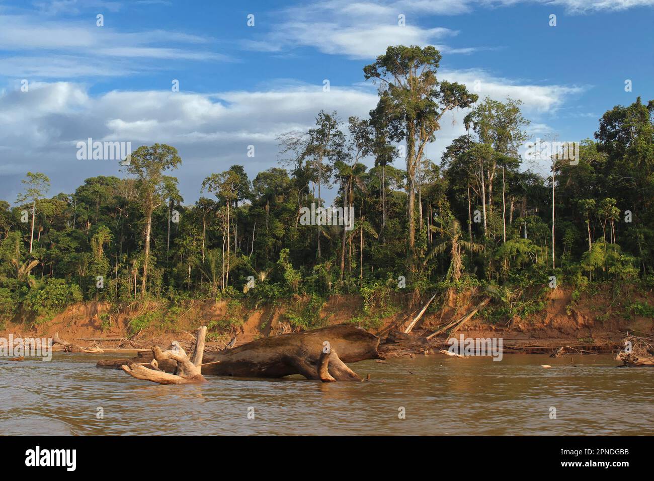 Fallen trees and logs clogging up the Tambopata River, lined by the ...