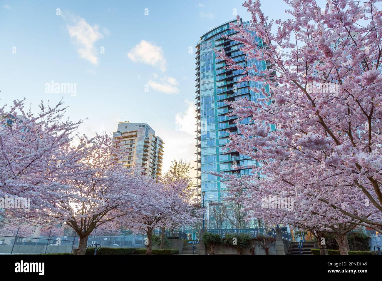 Cherry Blossom in Downtown Vancouver, British Columbia, Canada Stock ...