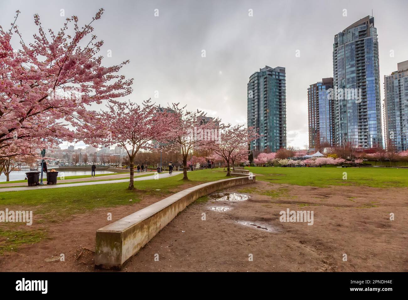 Cherry Blossom in Downtown Vancouver, British Columbia, Canada Stock ...