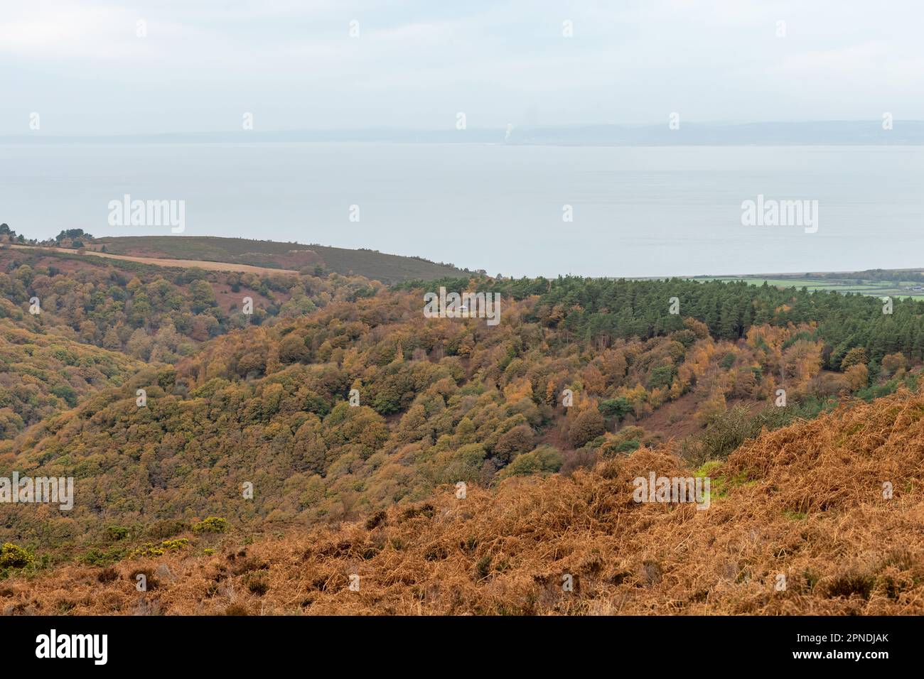Landscape photo of the autumn colours at Horner woods in Exmoor ...