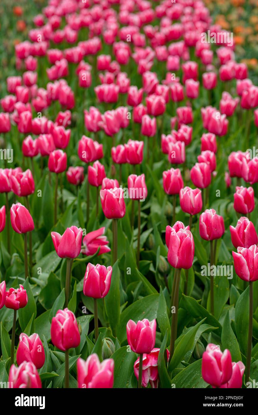 In this stunning photograph, a single tulip from the Netherlands is ...