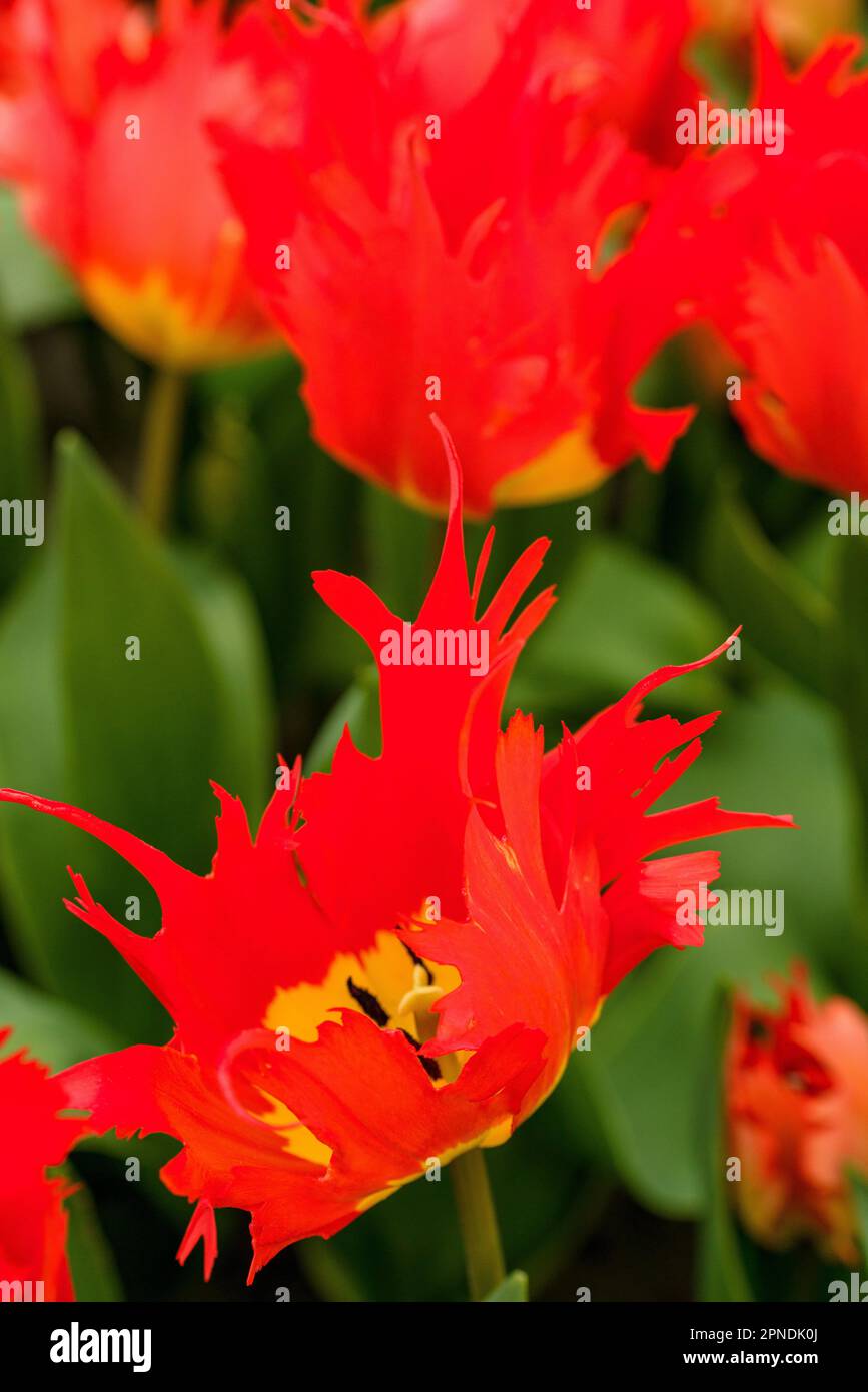 In this stunning photograph, a single tulip from the Netherlands is ...