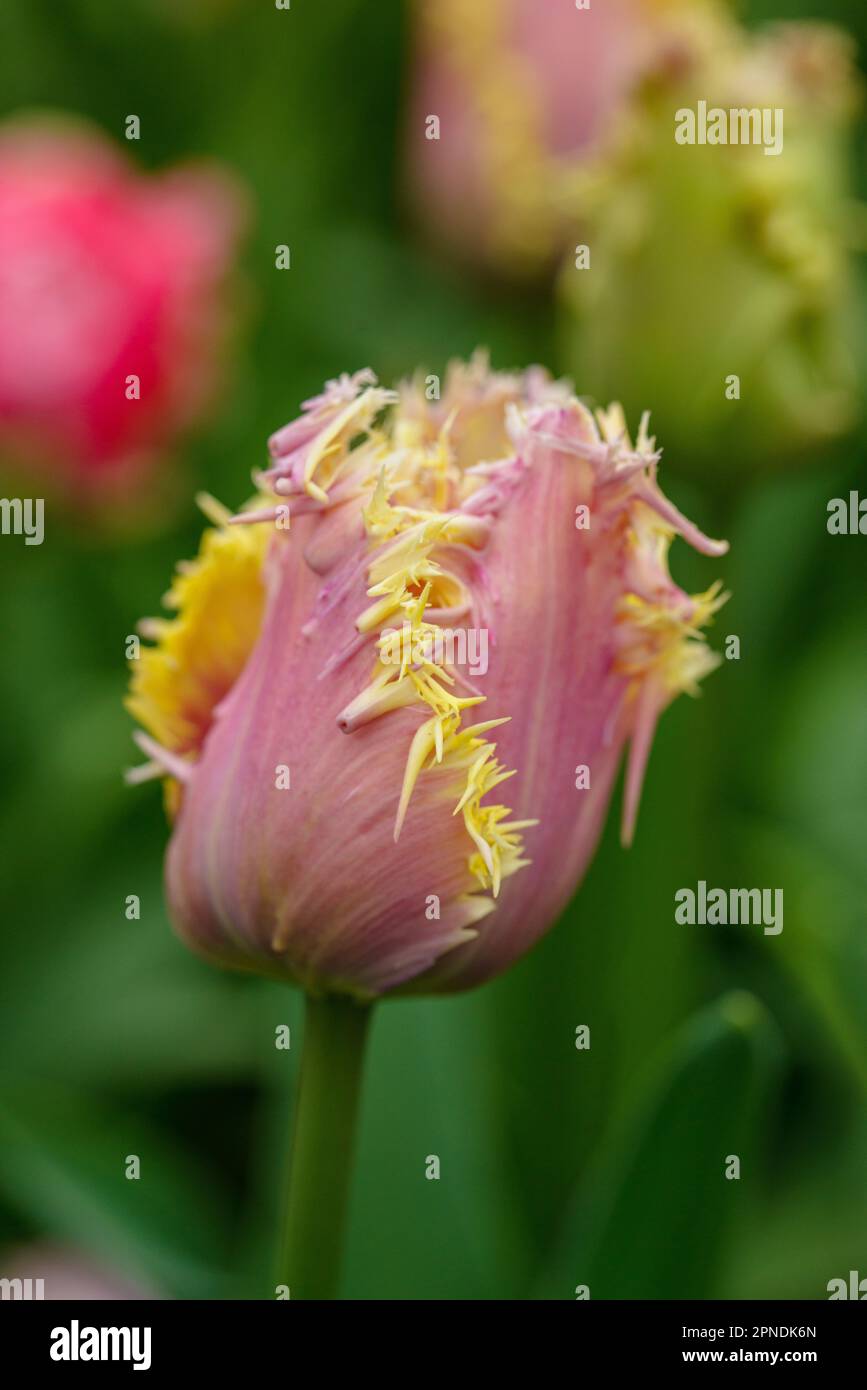 In this stunning photograph, a single tulip from the Netherlands is ...