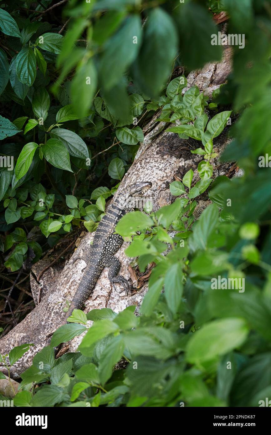 Tegu brazil hi-res stock photography and images - Alamy