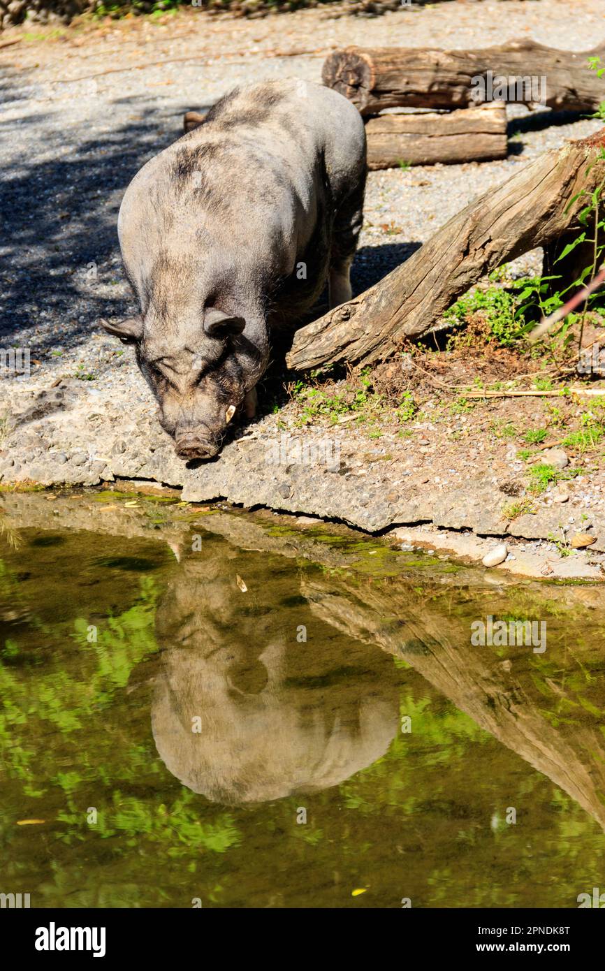 Domestic pig drinking water from a pond in farm Stock Photo - Alamy
