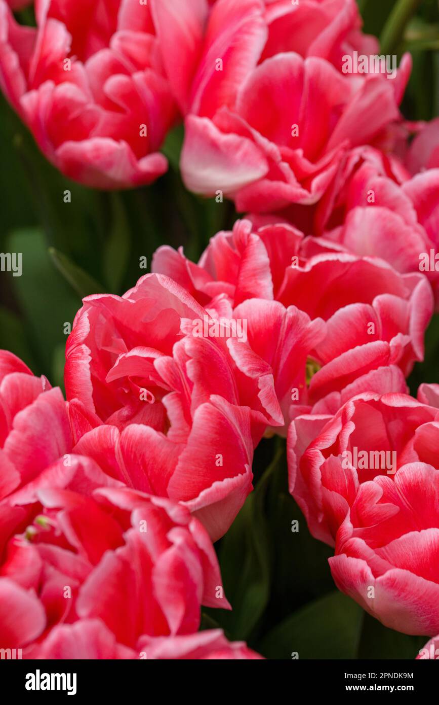 In this stunning photograph, a single tulip from the Netherlands is ...