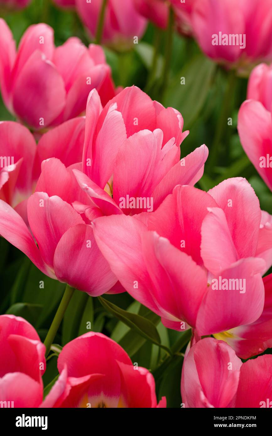 In this stunning photograph, a single tulip from the Netherlands is ...