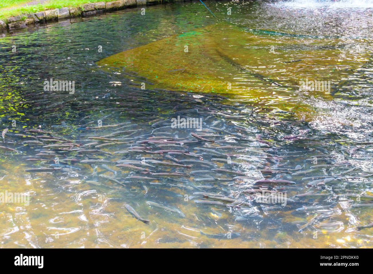 Artificial pond with fish on a trout farm Stock Photo - Alamy