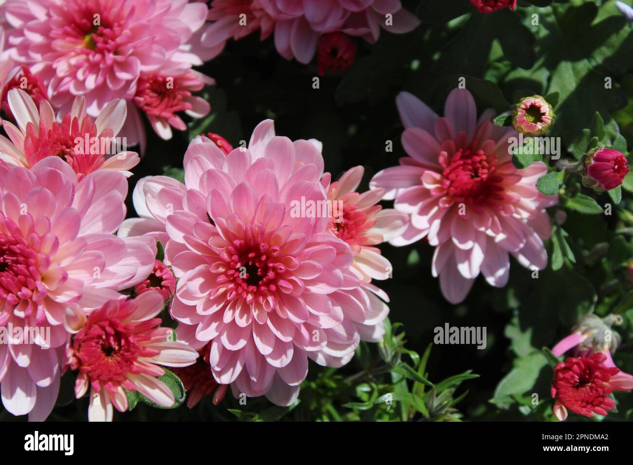 Pink when grown in bright light and or sunshine hi-res stock ...