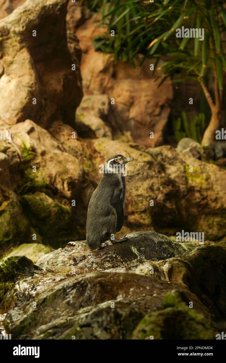 The penguin stands on a rock against the background of a rock and looks ...
