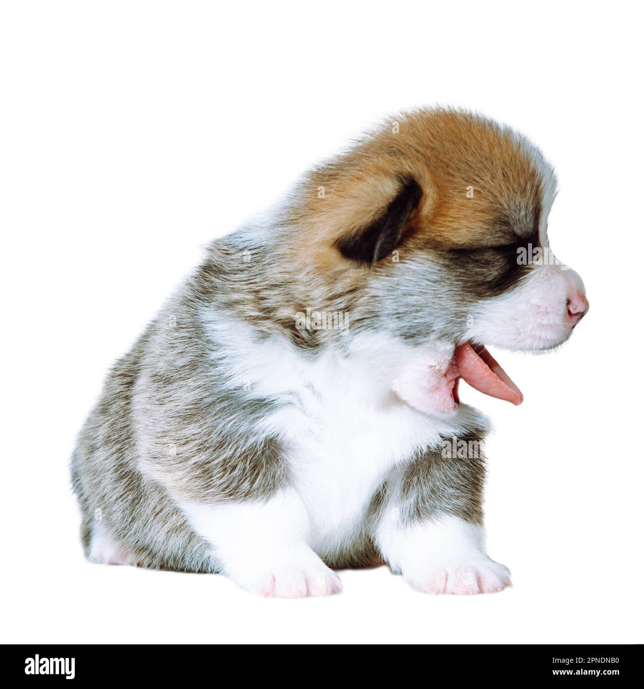 Close up isolated yawning Pembroke welsh corgi puppy dog with open ...