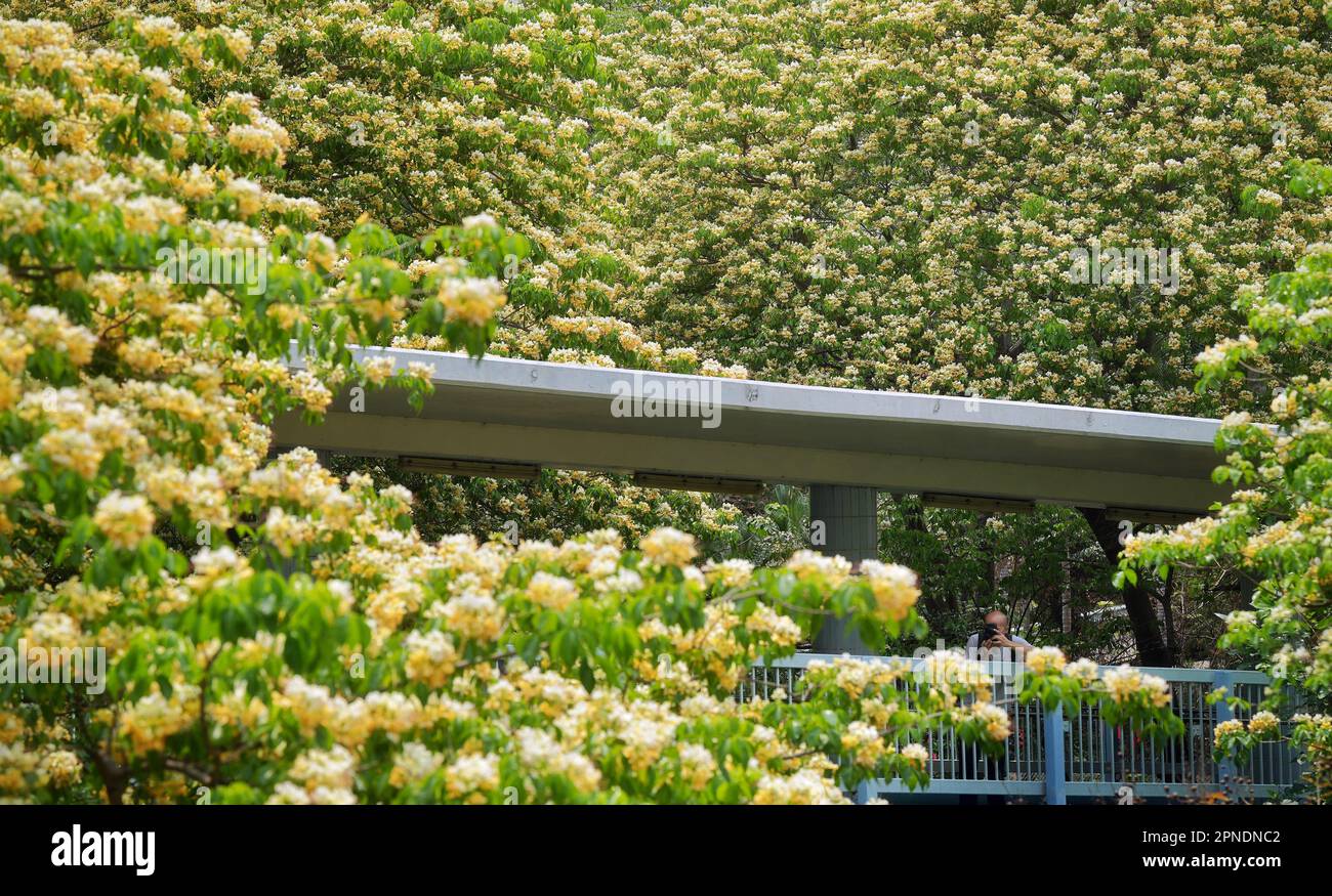Spider trees in MongKok come into bloom since April. 12APR23 SCMP ...