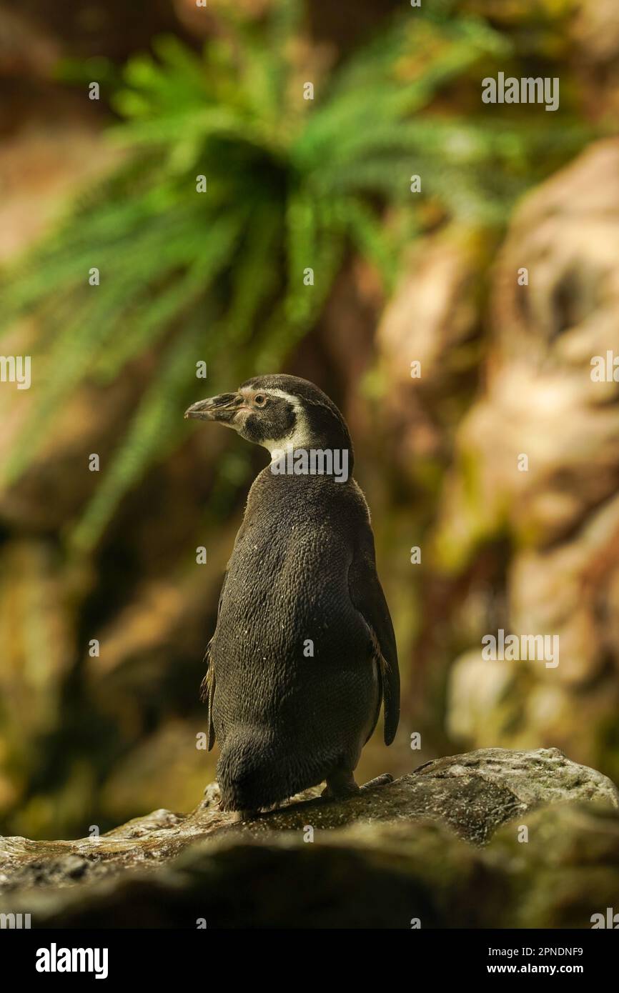 Galapagos Penguin standing on rock, back view Stock Photo - Alamy