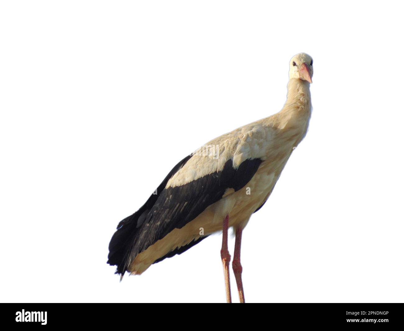 Stork isolated on white background Stock Photo - Alamy