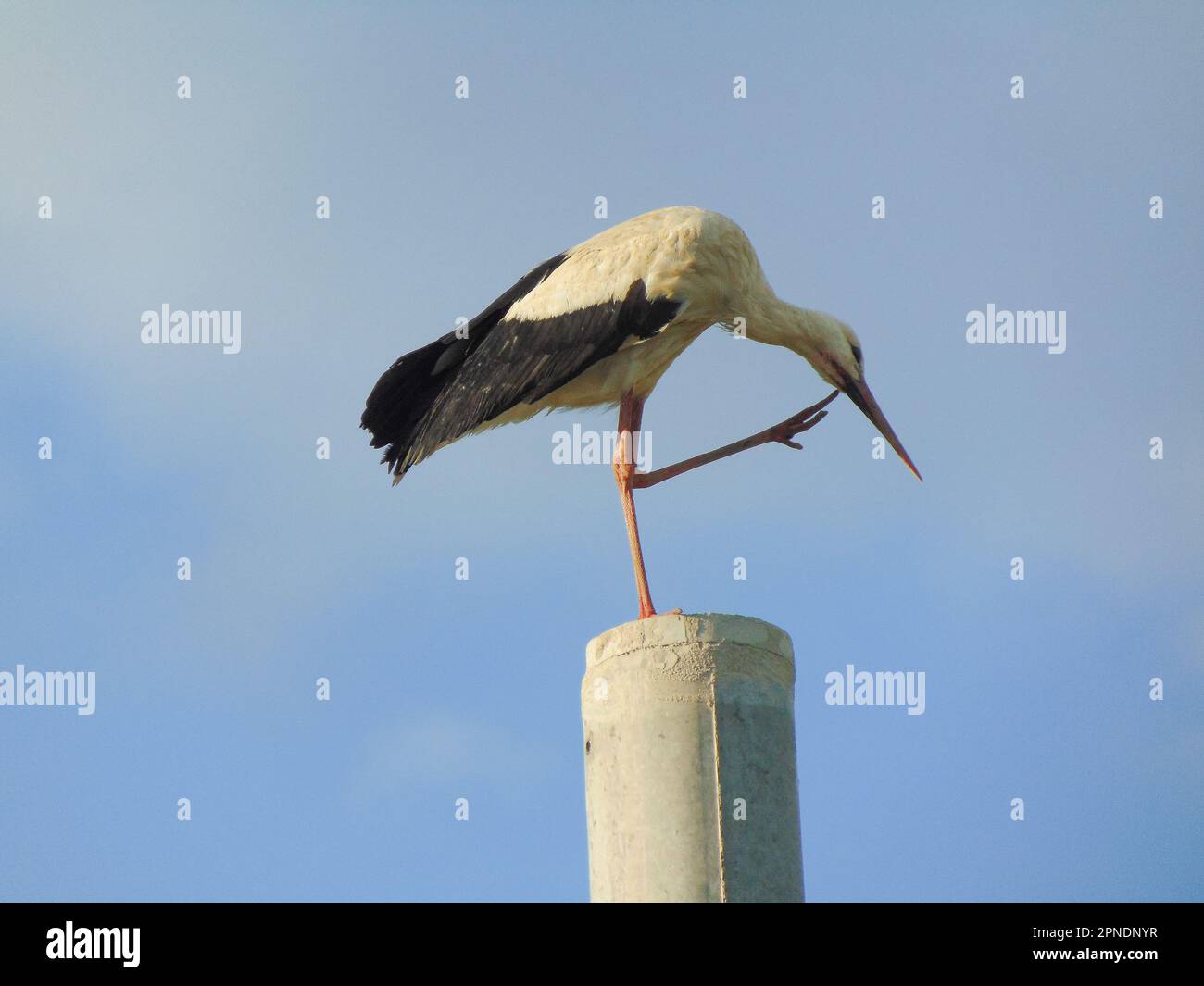 Stork in maramures hi-res stock photography and images - Alamy